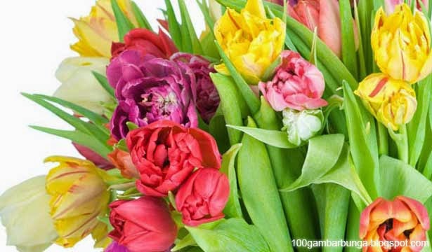 Bunga Tulip; Morfologi, Jenis, dan Manfaatnya | Gambar Bunga